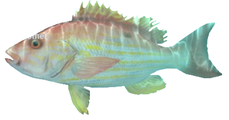 Lane Snapper | Fishing Clash Wiki | Fandom