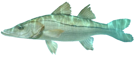 Common Snook | Fishing Clash Wiki | Fandom