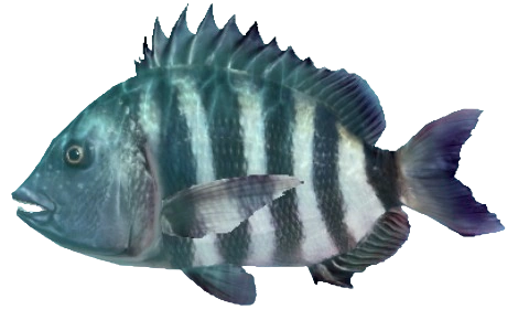 Sheepshead | Fishing Clash Wiki | Fandom