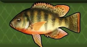 Red-Breasted Kurper | Fishing World Wiki | Fandom