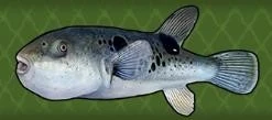 Tiger Puffer | Fishing World Wiki | Fandom