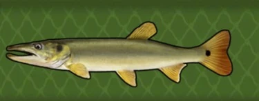 Bicuda | Fishing World Wiki | Fandom