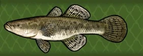 Sleepy Cod | Fishing World Wiki | Fandom