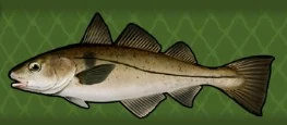 Haddock | Fishing World Wiki | Fandom