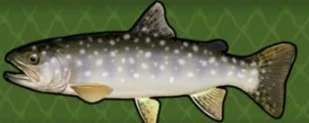 Iwana Trout | Fishing World Wiki | Fandom
