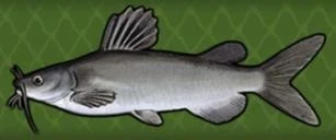 Semutundu Catfish | Fishing World Wiki | Fandom