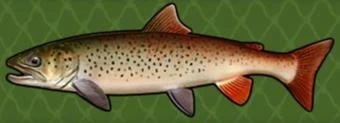 Siberian Taimen | Fishing World Wiki | Fandom