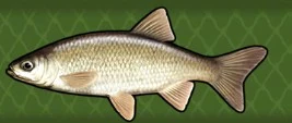 Golden Shiner | Fishing World Wiki | Fandom