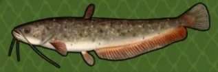 Lake Biwa Catfish | Fishing World Wiki | Fandom