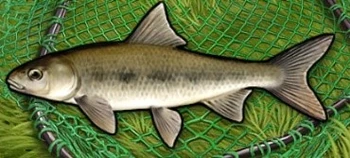 Moggel | Fishing World Wiki | Fandom