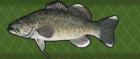 Murray Cod | Fishing World Wiki | Fandom