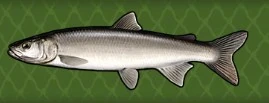 Sheefish | Fishing World Wiki | Fandom