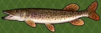 Amur Pike | Fishing World Wiki | Fandom