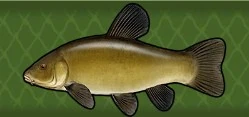 Tench | Fishing World Wiki | Fandom
