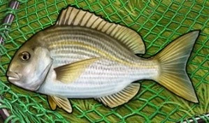 Cape Stumpnose | Fishing World Wiki | Fandom