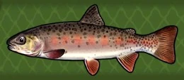 Lenok Trout | Fishing World Wiki | Fandom