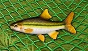 Orangefin Barb | Fishing World Wiki | Fandom
