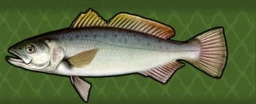 Pescada | Fishing World Wiki | Fandom