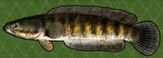 Snakehead Murrel | Fishing World Wiki | Fandom