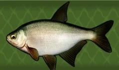 Zope | Fishing World Wiki | Fandom