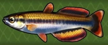 Madagascar Rainbow Fish | Fishing World Wiki | Fandom