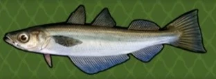 Blue Whiting | Fishing World Wiki | Fandom