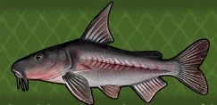 Cuiu Cuiu Catfish | Fishing World Wiki | Fandom
