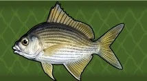 Striped Mojarra | Fishing World Wiki | Fandom