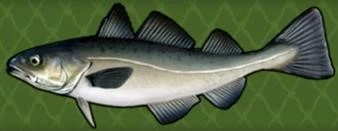 Coalfish | Fishing World Wiki | Fandom