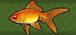 Goldfish | Fishing World Wiki | Fandom