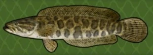 Japanese Snakehead | Fishing World Wiki | Fandom
