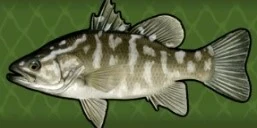Japanese Perch | Fishing World Wiki | Fandom