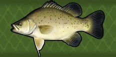 Golden Perch | Fishing World Wiki | Fandom