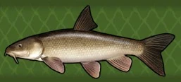 Barbel | Fishing World Wiki | Fandom