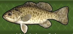Spangled Perch | Fishing World Wiki | Fandom