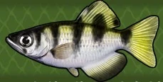 Archerfish | Fishing World Wiki | Fandom