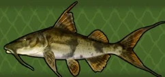 Goonch Catfish | Fishing World Wiki | Fandom