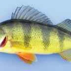 World Record Yellow Perch