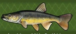 Altai Osmon | Fishing World Wiki | Fandom