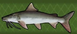 Piraiba Catfish | Fishing World Wiki | Fandom