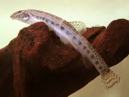 Loach | Fishing World Wiki | Fandom