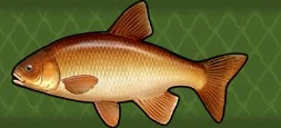 Golden Orfe | Fishing World Wiki | Fandom