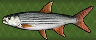 Tiger Fish | Fishing World Wiki | Fandom
