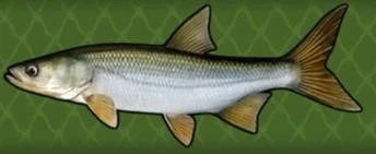 Asp | Fishing World Wiki | Fandom