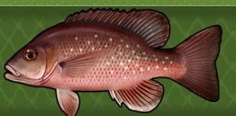 River Snapper | Fishing World Wiki | Fandom