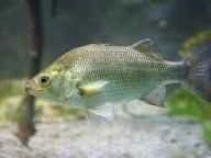 White Perch | Fishing World Wiki | Fandom