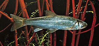 Dace | Fishing World Wiki | Fandom