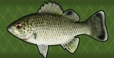 Jungle Perch | Fishing World Wiki | Fandom