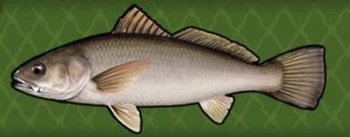 Meagre | Fishing World Wiki | Fandom