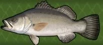 Nile Perch | Fishing World Wiki | Fandom